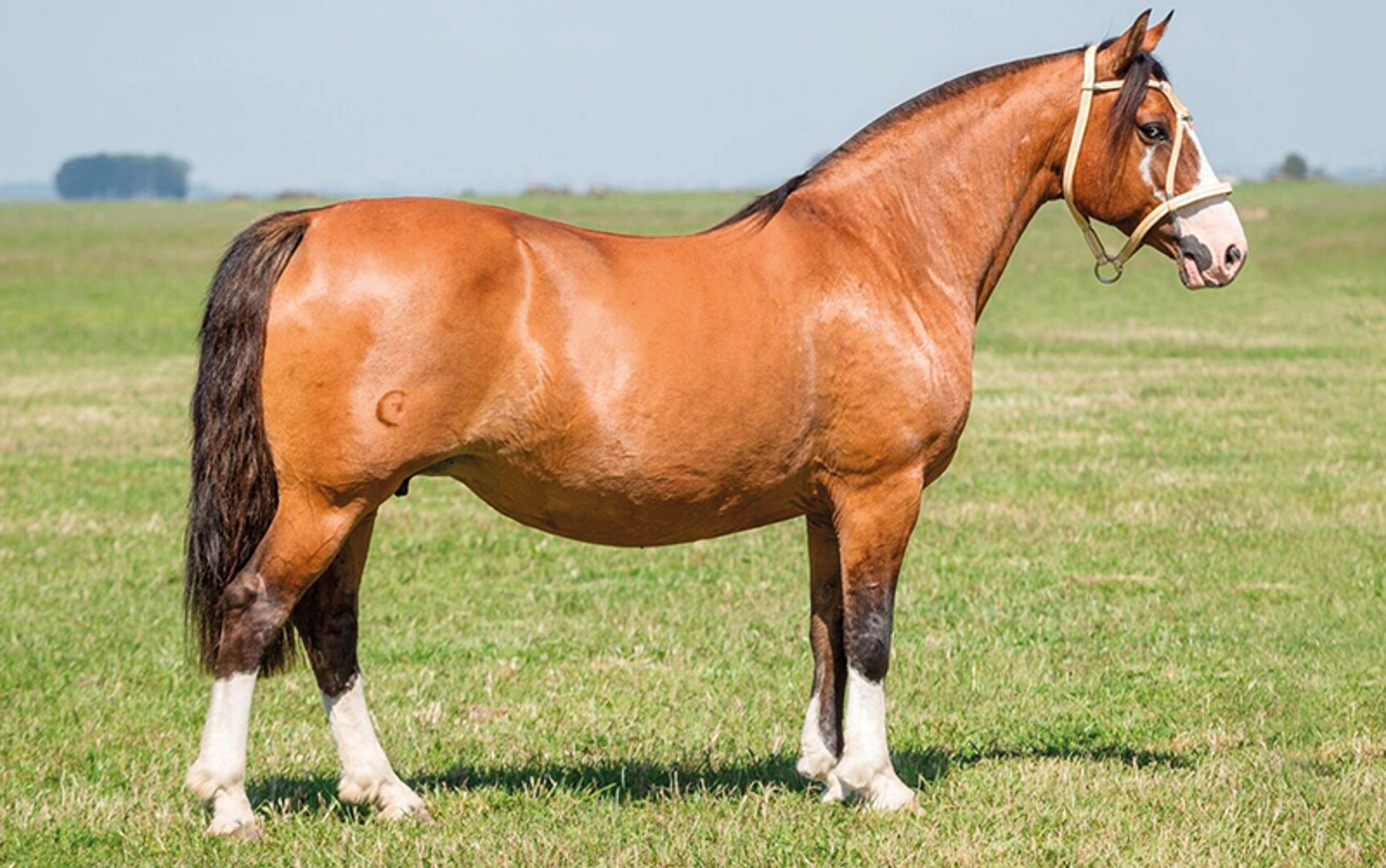 Genética mais premiada da raça Crioula entrará em pista em leilão ...