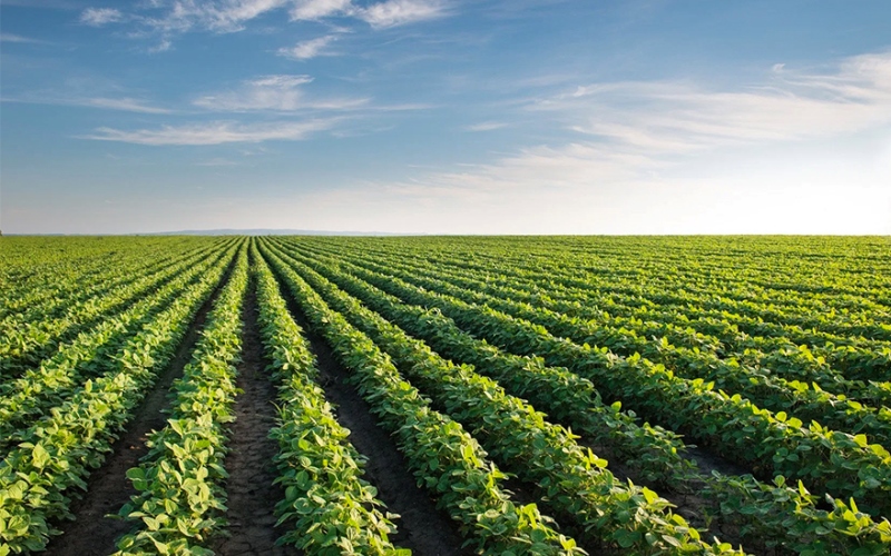 Duas cooperativas catarinenses estão entre as 17 maiores agro do Brasil ...