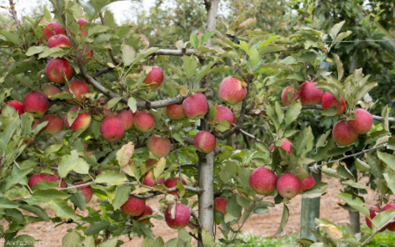 Maçã da Epagri chega ao mercado europeu e rende lucro para Santa ...