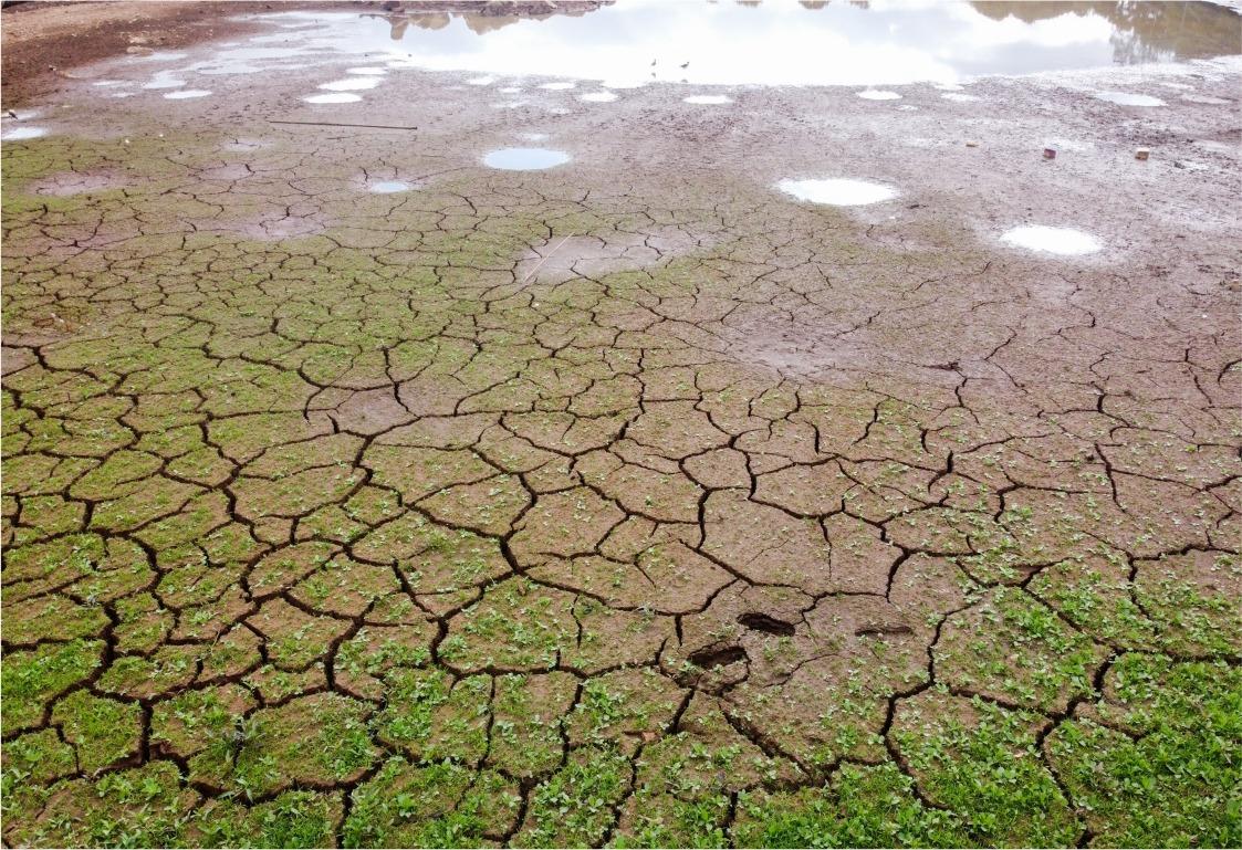 Paraná também sofre com estiagem – radiosul.net