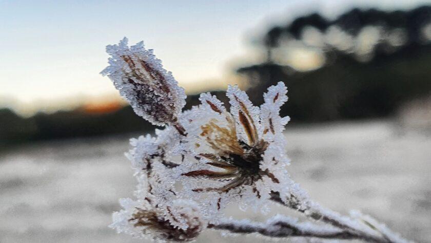 Clima: geada fraca no Sul não deve afetar áreas produtoras – radiosul.net